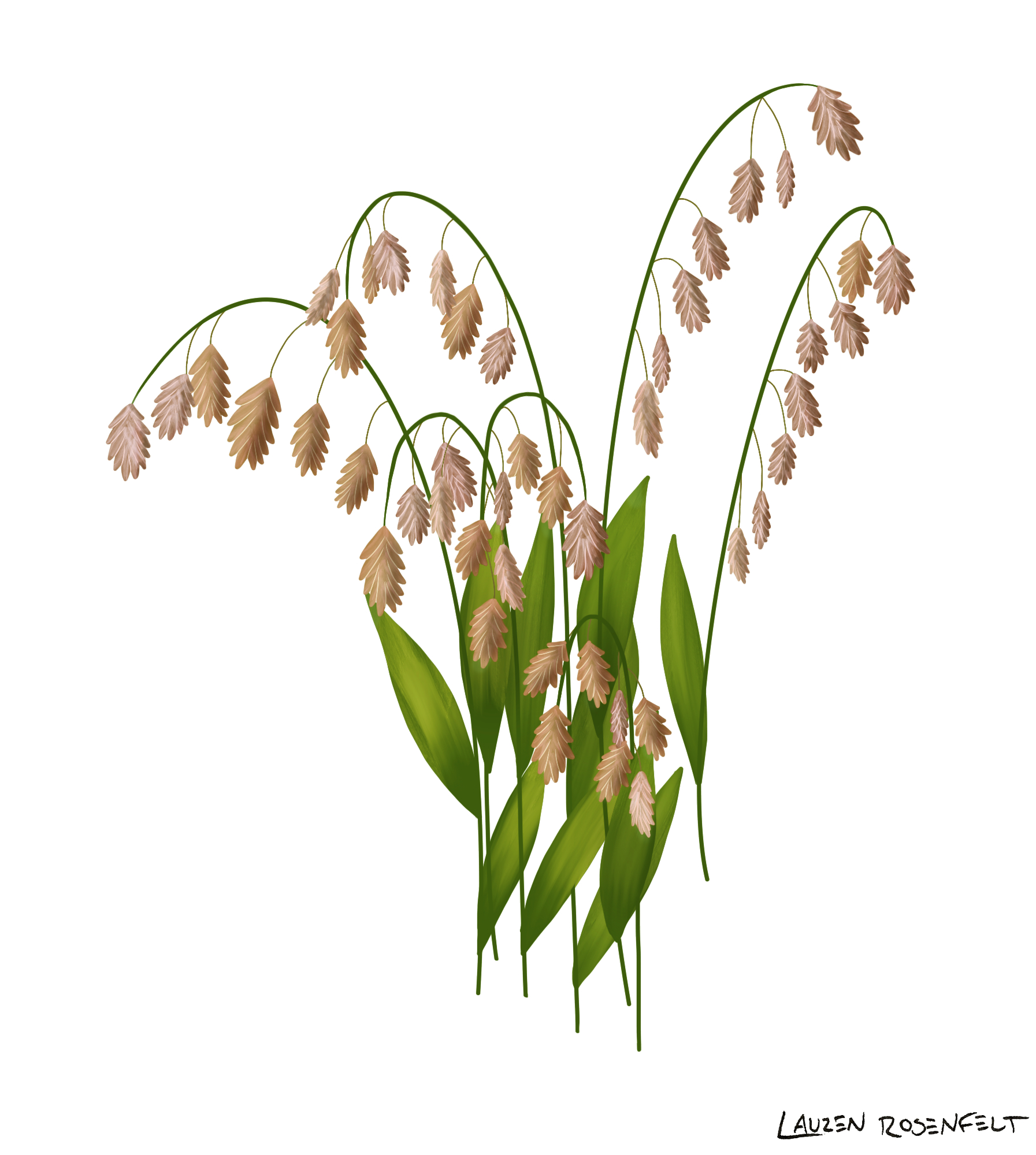 Inland_Oats – Oklahoma's BioDiversity Learning Center